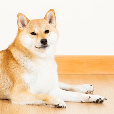 The Curious Case of the Obamacare Doge - Nextgov/FCW