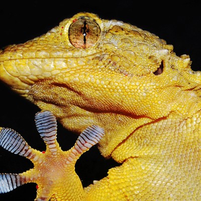 Video: NASA's Gecko Gripper Is the Outer Space Answer to Duct Tape ...