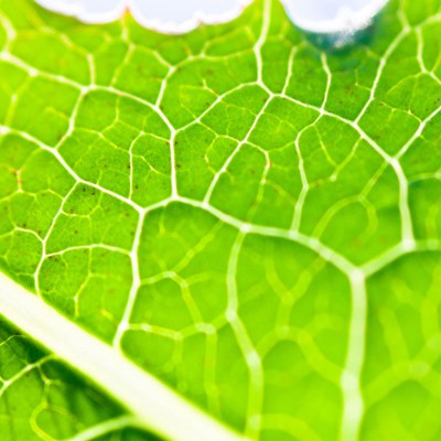 Video: This Bionic Leaf Produces Fuel Using Sunshine and Water ...