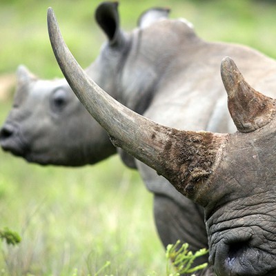 Video: How AI Tech Is Used to Take Down Poachers - Nextgov/FCW