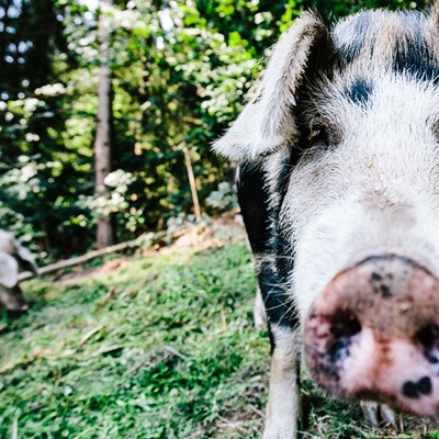 Government Using Drones To Track Down Dangerous Pigs - Nextgov/FCW