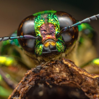 DARPA Thinks Insect Brains Might Hold the Secret to Next-Gen AI ...