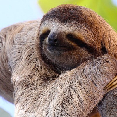 Sloth Robot Is a Very Cute Way to Boost Conservation - Nextgov/FCW