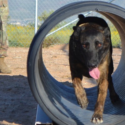 Defense to Outfit and Steer Military Dogs with Augmented Reality ...