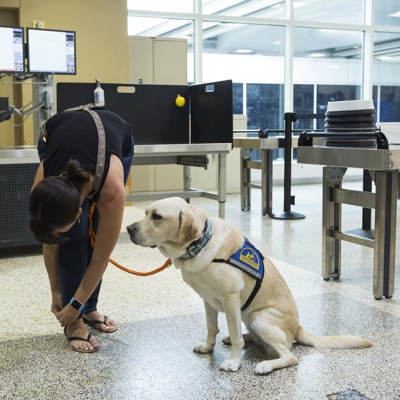 Senators call for Transportation to offer ‘accessible, mobile-friendly ...