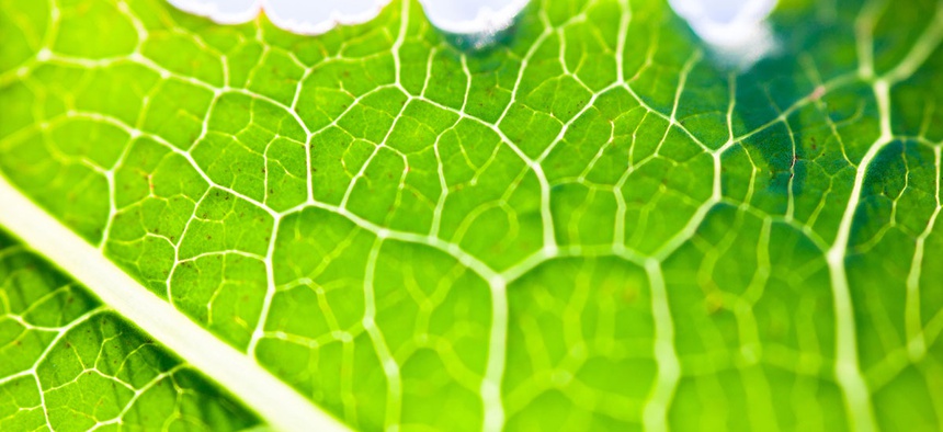 Video: This Bionic Leaf Produces Fuel Using Sunshine and Water - Nextgov